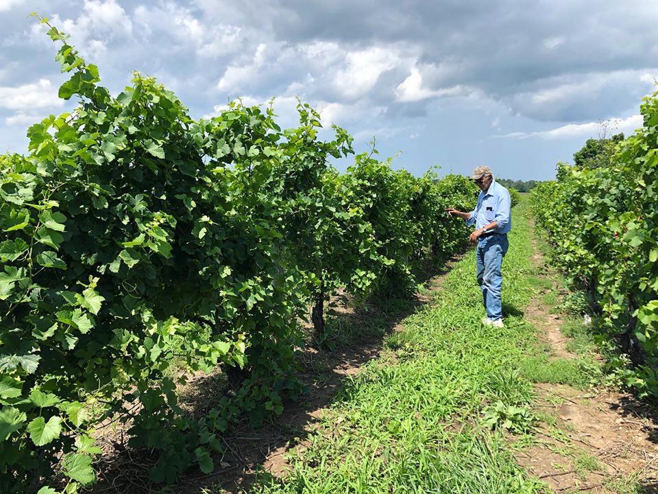 Vineyard Tours – Long Cliff Vineyard & Winery, Inc.